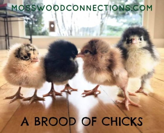 A Brood of Chicks Learning Games & Crafts - Mosswood Connections